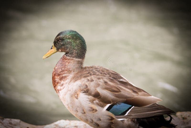 Beautiful Duck by the Side of the River Stock Image - Image of feather ...