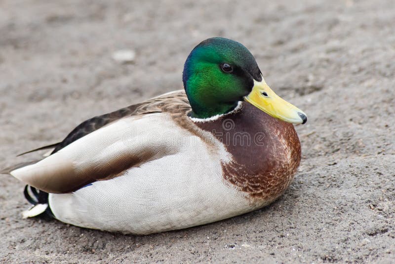 Beautiful duck sitting stock photo. Image of outdoor - 144802242
