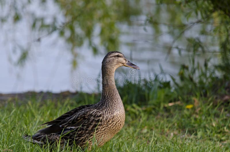 Beautiful Duck stock photo. Image of reflection, ripple - 47702276