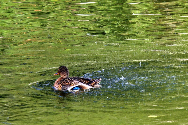 1,021 Beautiful Duck Splashing Water Stock Photos - Free & Royalty-Free ...