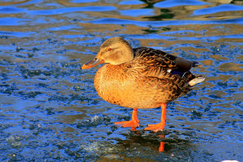 Beautiful Duck Standing on Ice on the Lake in Winter. Stock Image ...