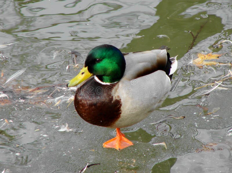 Beautiful Duck in Early Spring Stock Photo - Image of animals, lake ...