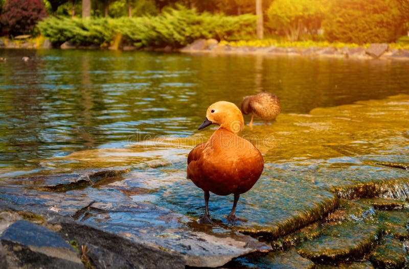 Beautiful Duck Stands on Stones in a Stream of Water Stock Photo ...