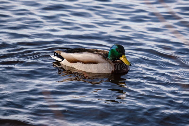 Beautiful Duck Swimming in Calm Water Stock Image - Image of beach ...