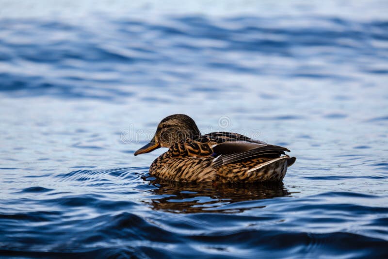 Beautiful Duck Swimming in Calm Water Stock Image - Image of beach ...