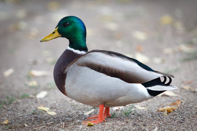 Beautiful Duck Walking in a Park Stock Photo - Image of face, colorful ...