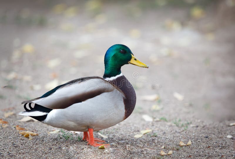 Beautiful Duck Walking in a Park Stock Image - Image of fowl, green ...