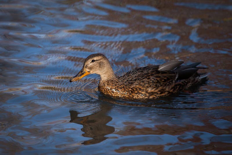 Beautiful duck stock image. Image of brown, close, animal - 90873265