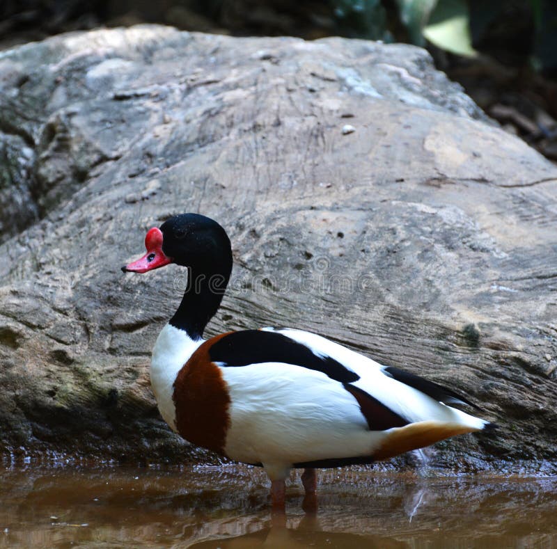 Beautiful duck stock photo. Image of drake, wild, bird - 48241494