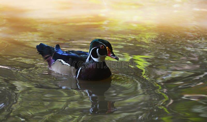 Beautiful duck stock photo. Image of wildfowl, duck, wildlife - 48242604