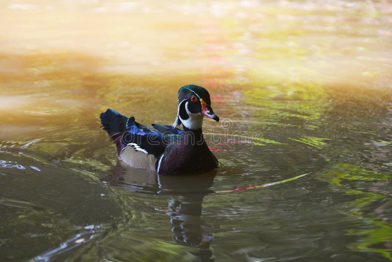 Beautiful duck stock photo. Image of wild, unlimited - 48242640