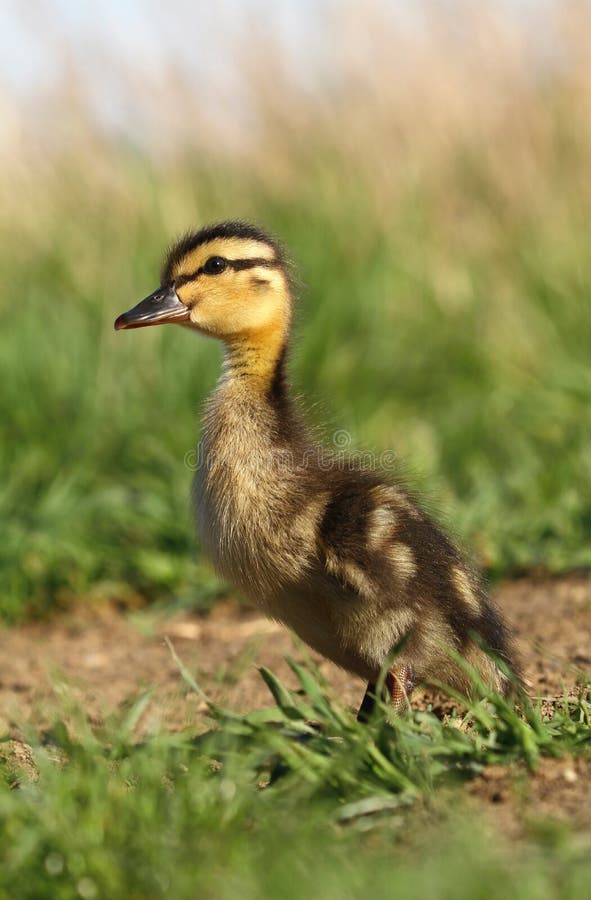Beautiful duckling stock image. Image of adorable, duckling - 54992069