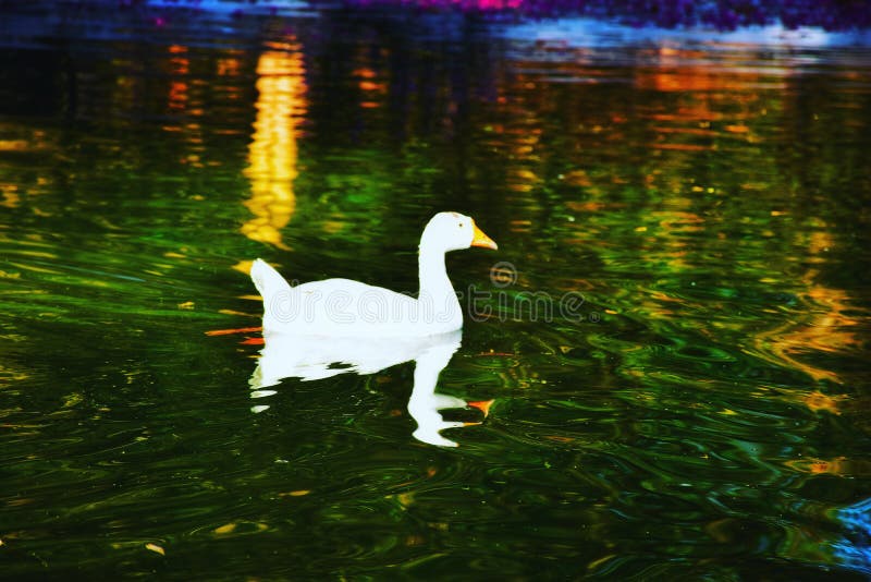 Beautiful Duckling Life Nature Stock Image - Image of duckling ...