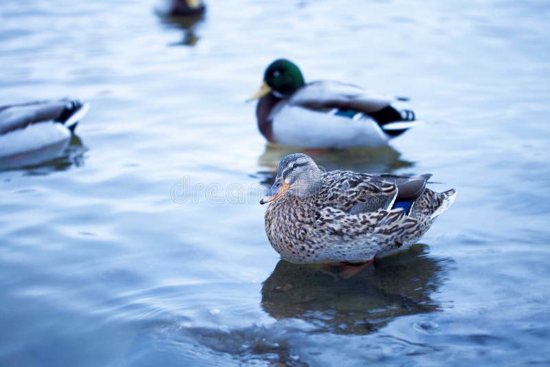 Beautiful ducks stock photo. Image of horizon, european - 13821802