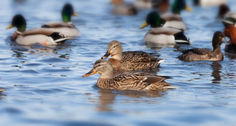 Beautiful ducks stock photo. Image of wildlife, pattern - 23637836
