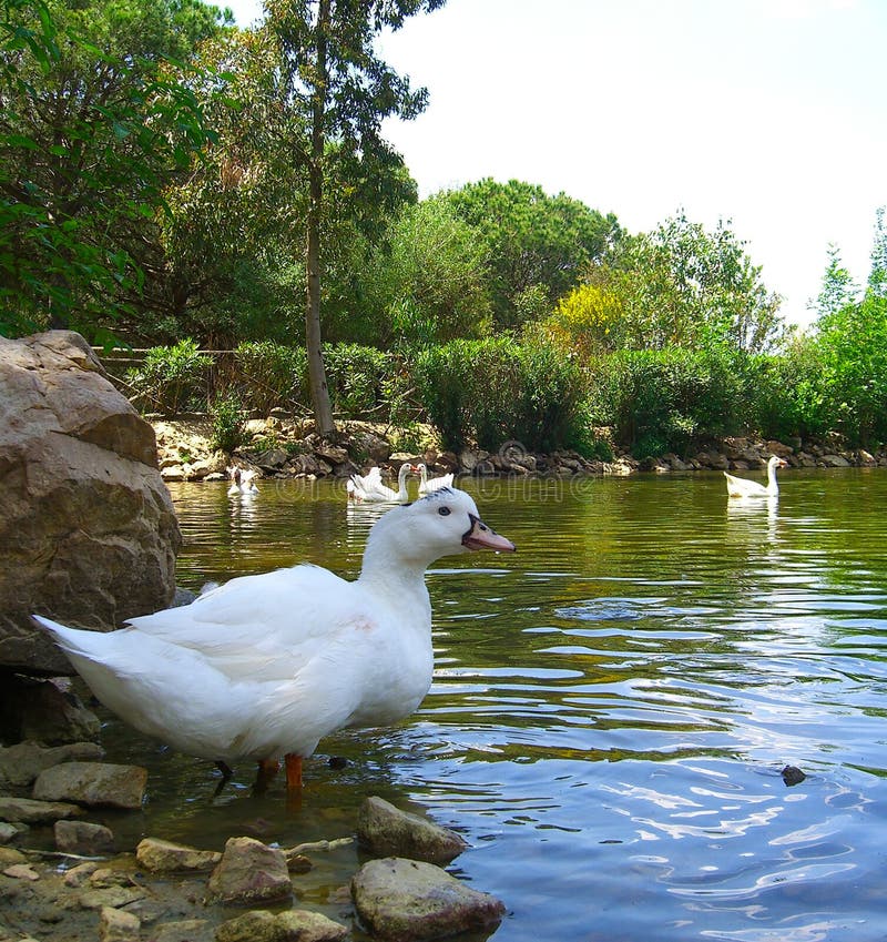 Beautiful Ducks in the Pond Stock Image - Image of spring, pond: 85404917