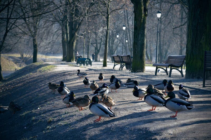 Beautiful Ducks in the Spring Sun while Stock Photo - Image of bench ...
