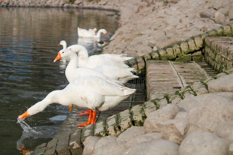 Beautiful Ducks Washing Off on a Man-made Lake Shore - Routine Concept ...