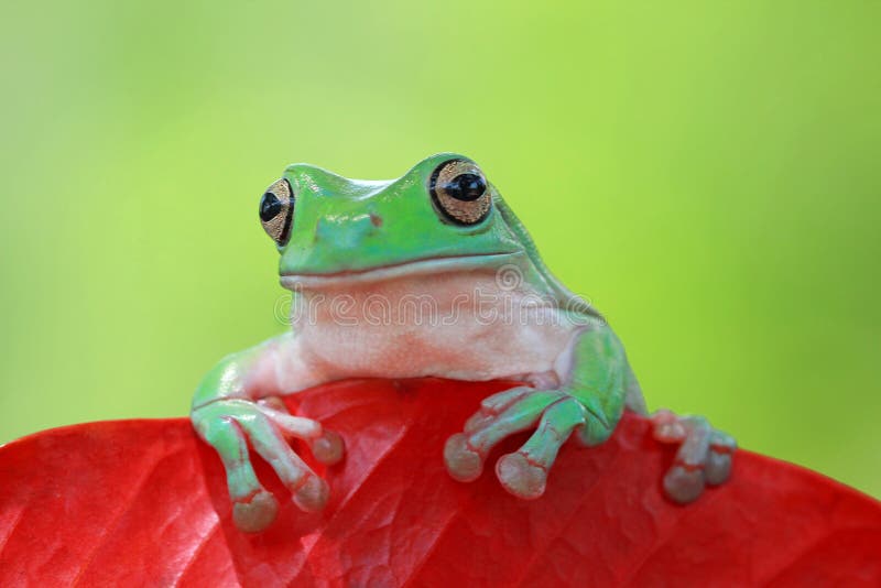 Beautiful Dumpy Frog in Reflection Stock Image - Image of beautiful ...