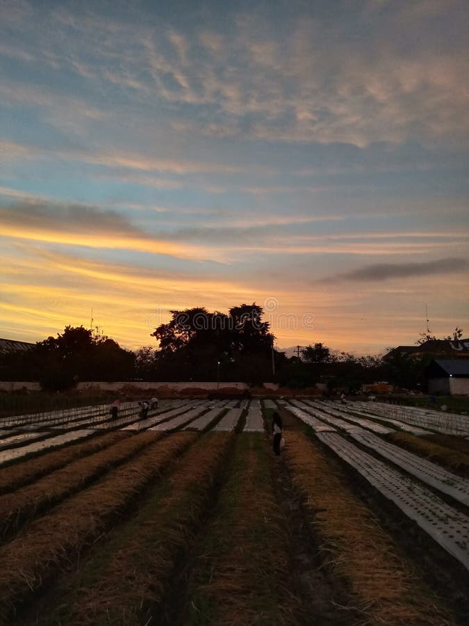 Dusk Fields stock image. Image of cornfield, endless, grain - 5677967