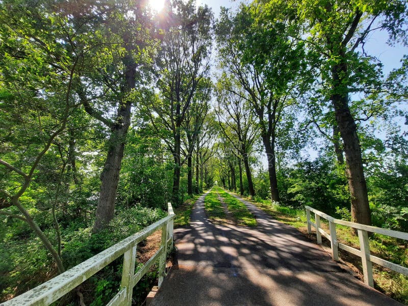 Beautiful Dutch Cycling Path with Trees Besides it Stock Image - Image ...