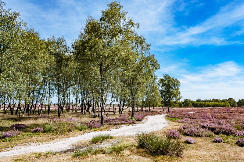 Beautiful Dutch Landscape with Flowering Heather Stock Photo - Image of ...