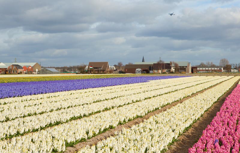 Beautiful Dutch Landscape at Spring Stock Photo - Image of agricultural ...