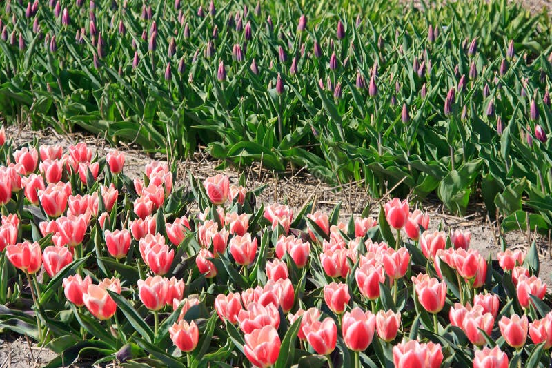 Beautiful Dutch Tulip Flowers in Field Stock Image - Image of spring ...