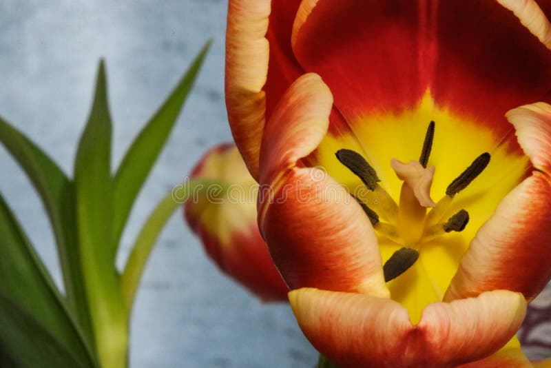 Beautiful Dutch Tulip Flowers for Spring or Easter Celebrations Stock ...