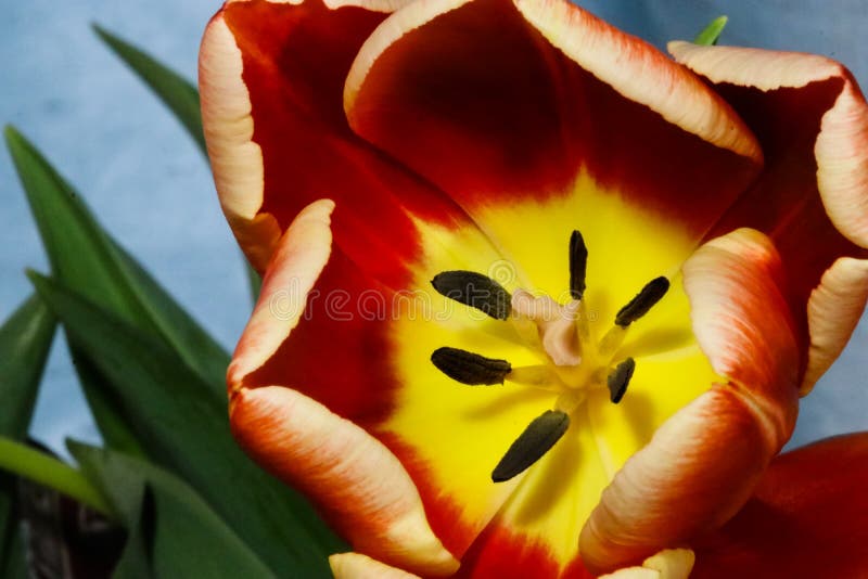 Beautiful Dutch Tulip Flowers for Spring or Easter Celebrations Stock ...