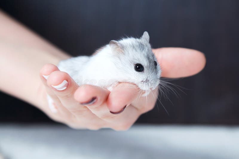Beautiful Dwarf Hamster in Woman Hands Stock Photo - Image of ...
