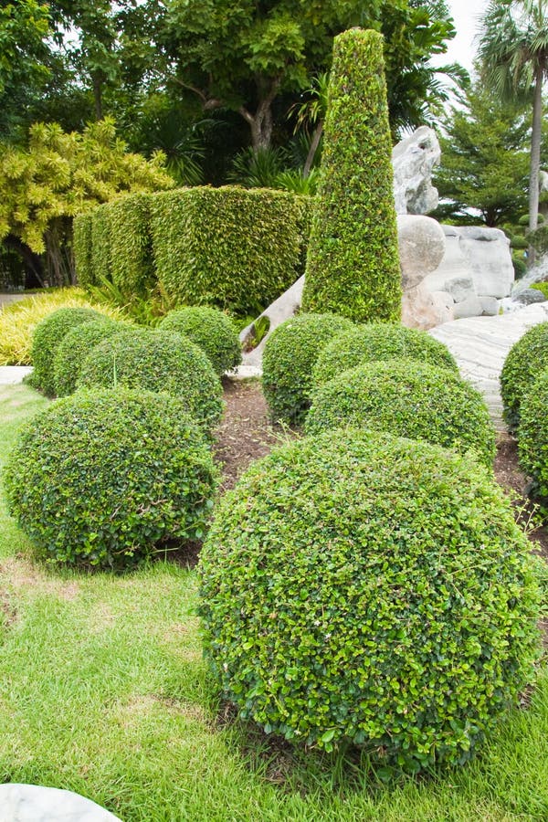 Beautiful dwarf tree stock image. Image of bush, curve - 20933347