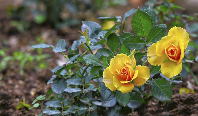 Beautiful Dwarf Yellow Roses in Garden Stock Photo - Image of rose ...