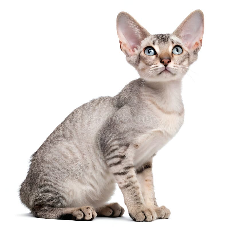 Beautiful Dwelf Cat Isolated on White Background Stock Illustration ...