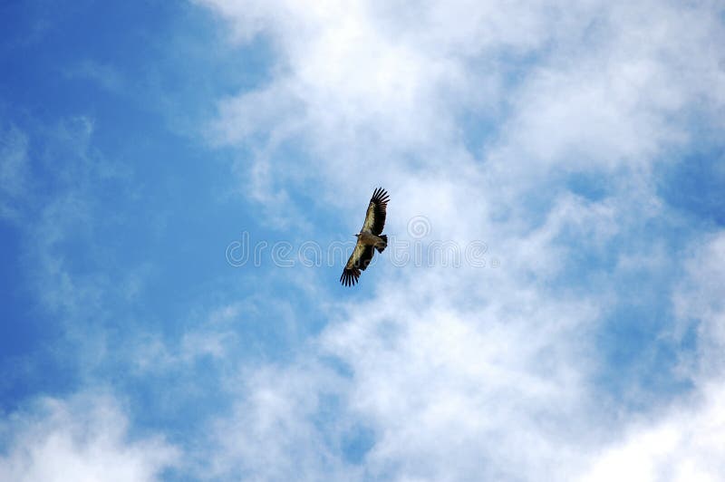 An Beautiful Eagle Flying Freely in the Blue Sky Stock Photo - Image of ...