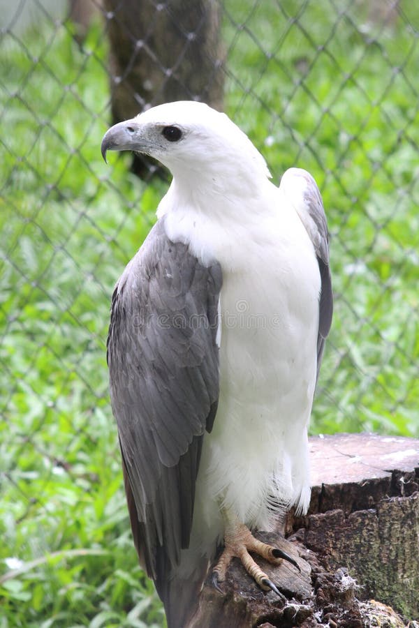 Eagle stock image. Image of sumatra, north, beautiful - 121379107