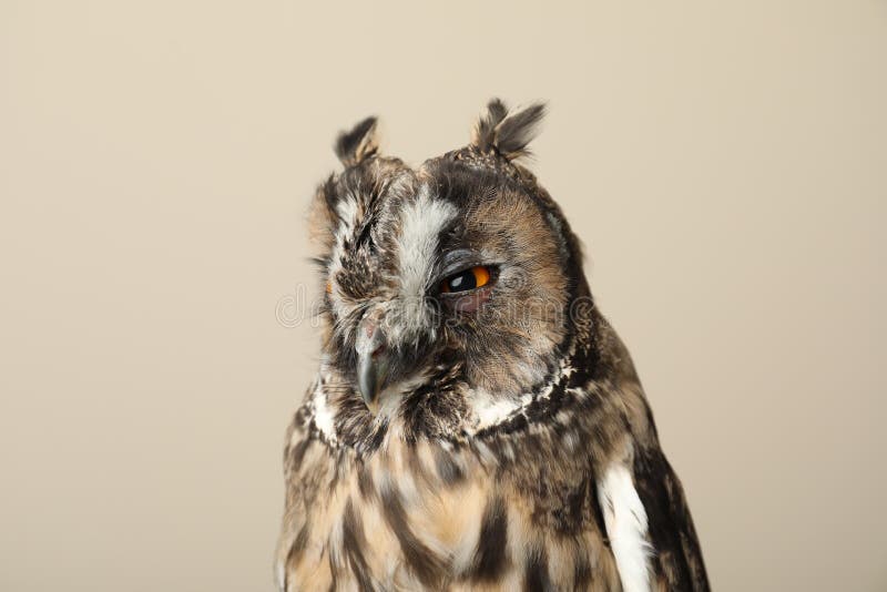 Beautiful Eagle Owl on Beige Background. Predatory Bird Stock Image ...