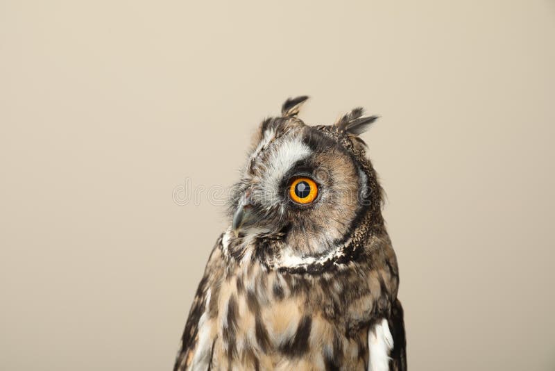 Beautiful Eagle Owl on Beige Background. Predatory Bird Stock Image ...