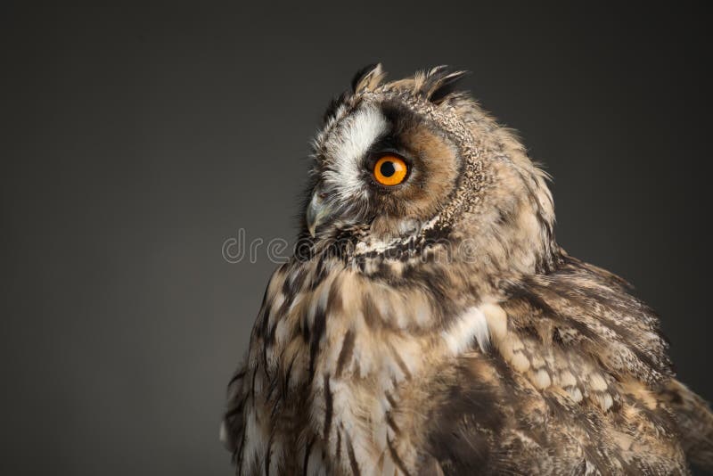 Beautiful Eagle Owl on Grey Background, Closeup. Predatory Bird Stock ...