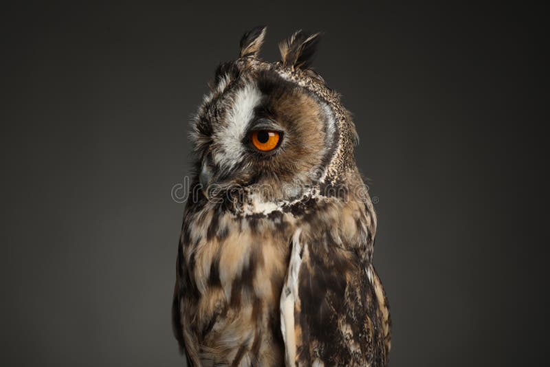 Beautiful Eagle Owl on Grey Background, Closeup. Predatory Bird Stock ...