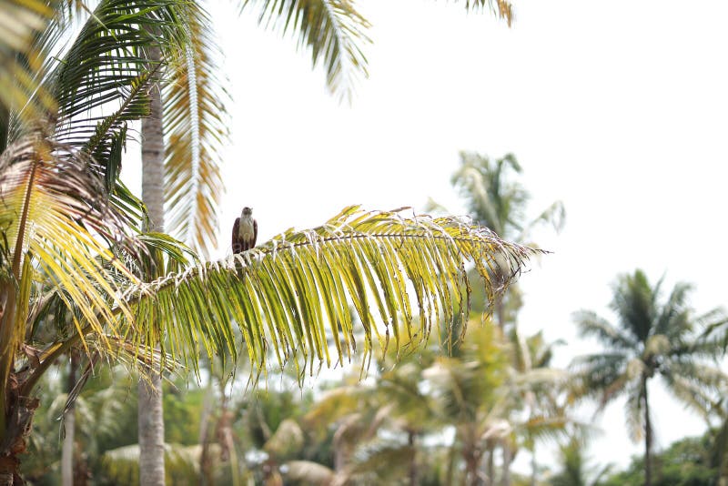 Eagle resting in the tree. stock photo. Image of ecology - 181410944