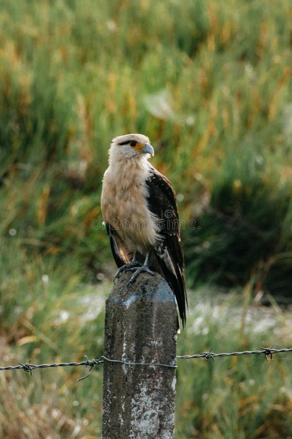 Beautiful Eagle Resting on a Fence Stock Photo - Image of animal ...