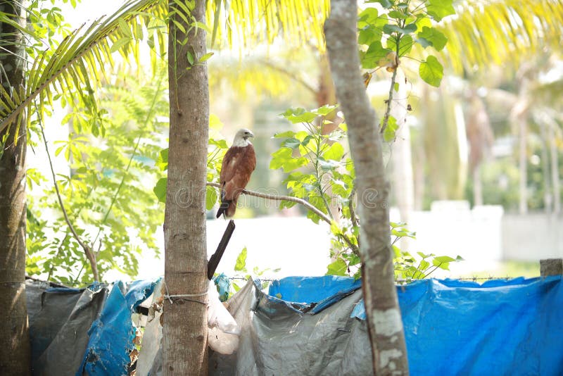 Eagle resting in the tree. stock image. Image of island - 181410929