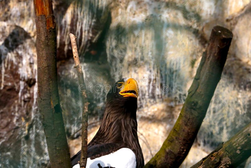 A Beautiful Eagle Sits on a Tree in the Park. Bird of Prey. Eagle ...