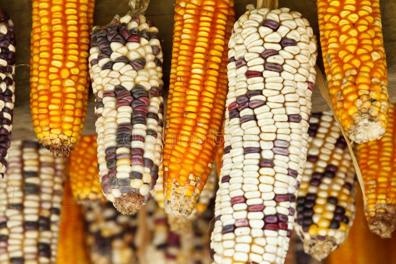 Beautiful ear of corn stock photo. Image of color, agriculture - 26227218