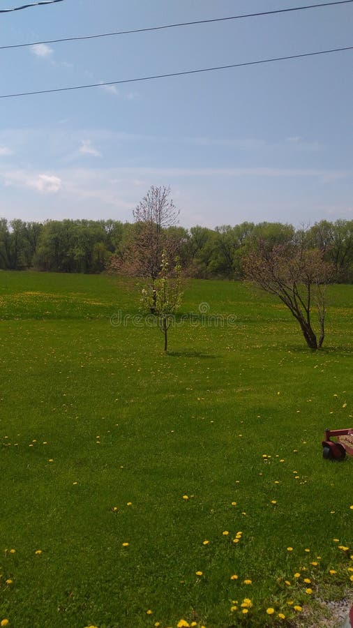 Outside stock photo. Image of beautiful, green, tree - 117811806