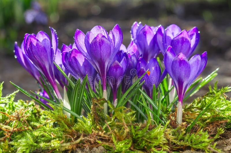 Blue crocus in the garden stock photo. Image of natural - 243257190