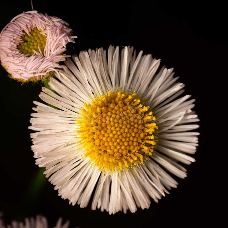 Beautiful Early Morning in Old Growth Redwood Forest Stock Image ...