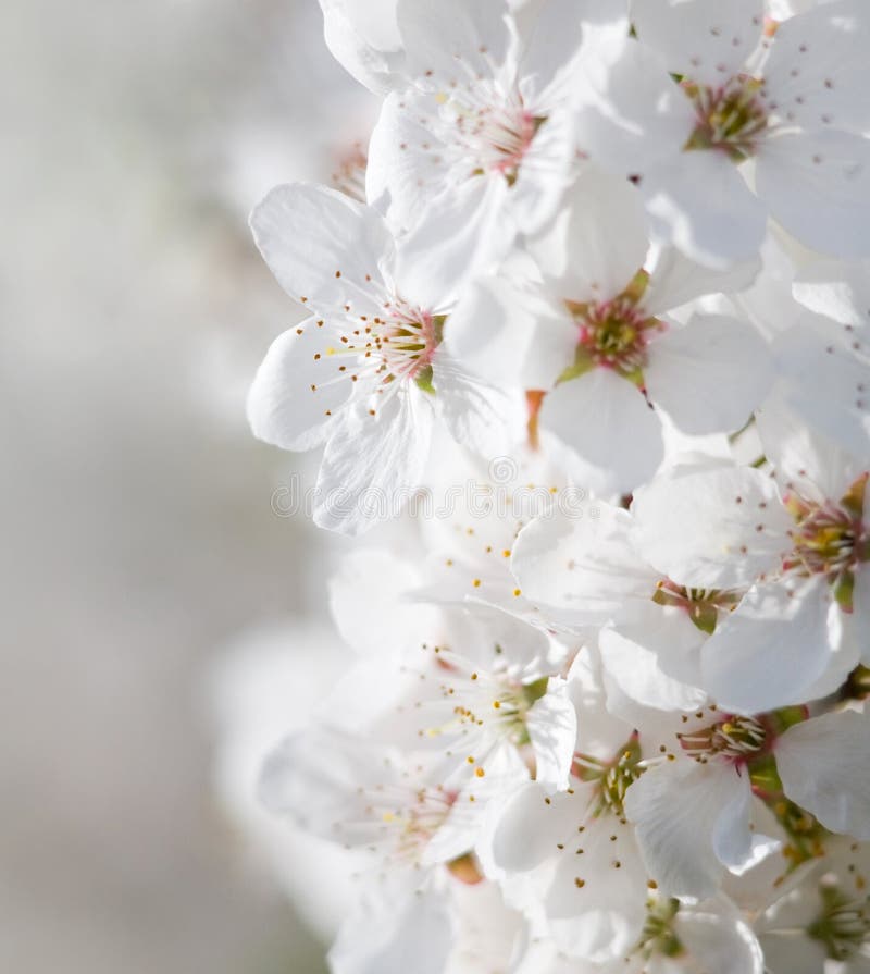 Beautiful Early Spring Flowers in Sunlight. Stock Image - Image of ...