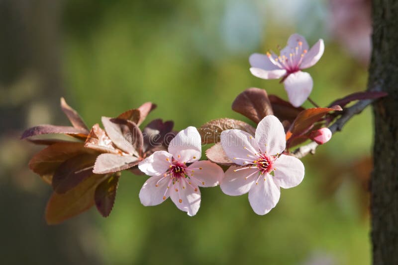 Beautiful Early Spring Flowers in Sunlight. Stock Image - Image of ...